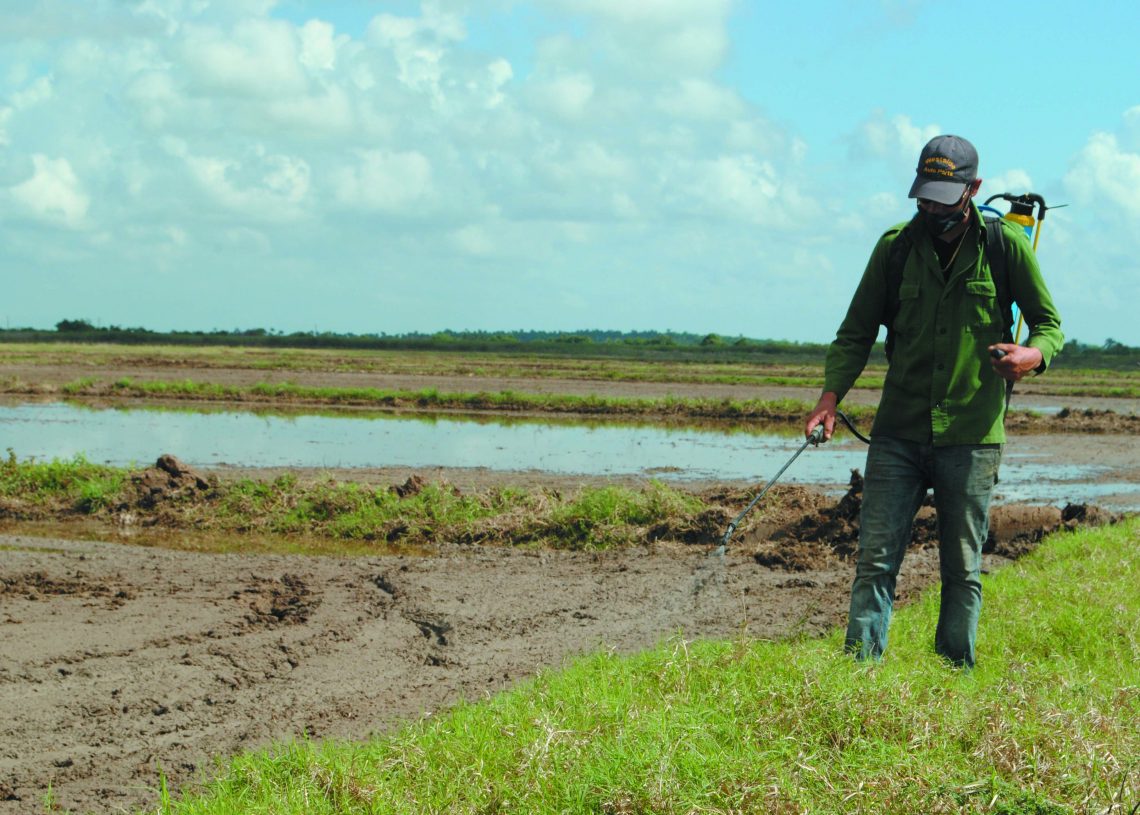 Artemisa Archives | Artemisa Diario